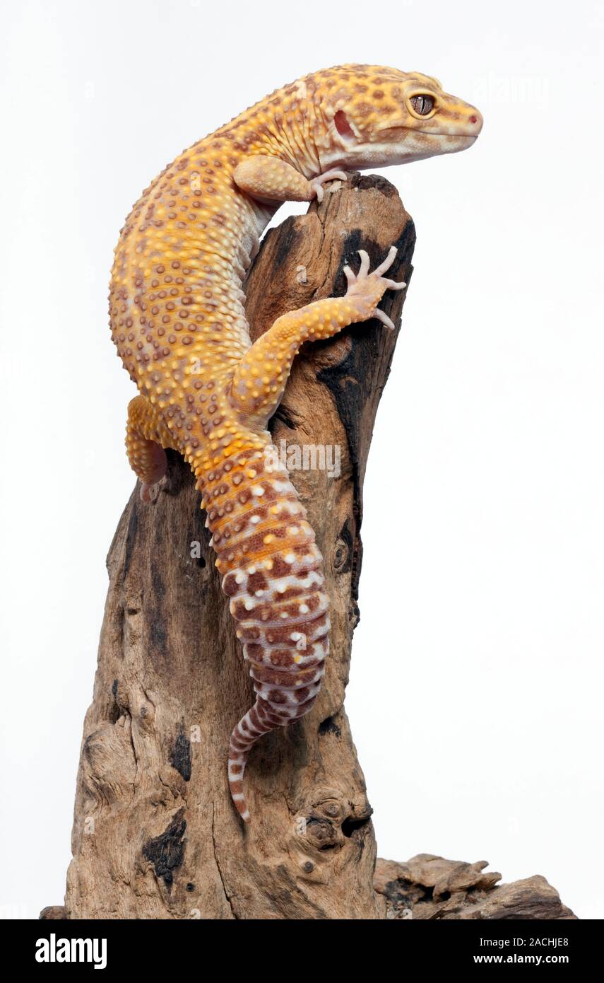 Albino leopard gecko (Eublepharis macularis) climbing on a piece of ...