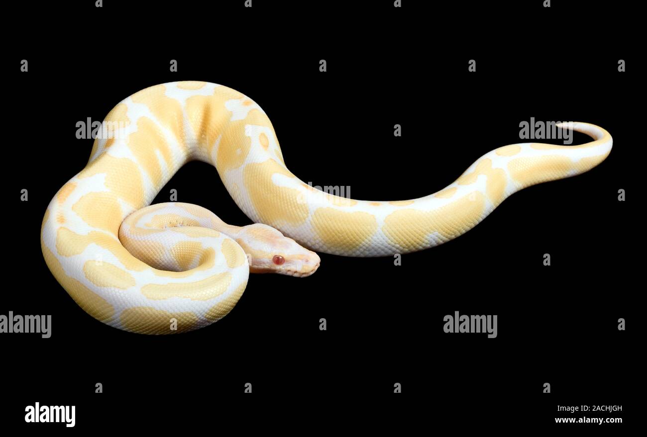 Albino royal python (Python regius Stock Photo - Alamy