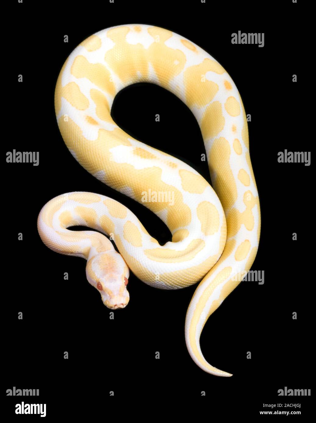 Albino royal python (Python regius Stock Photo - Alamy