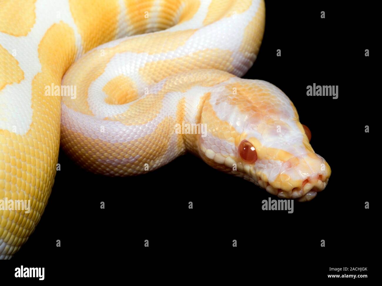 Albino royal python. Close-up of the head of an albino royal python ...