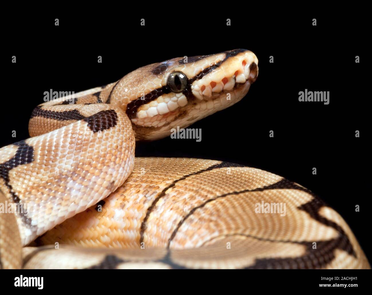 Pastel variant royal python. Close-up of the head of a pastel royal ...
