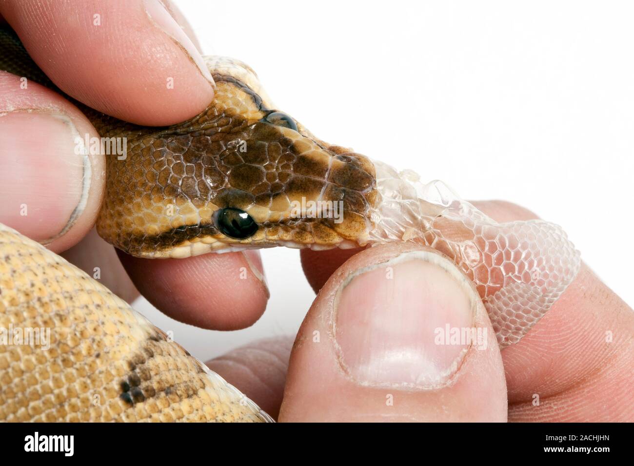 Royal python (Python regius ) shedding its skin. Royal python breeder ...