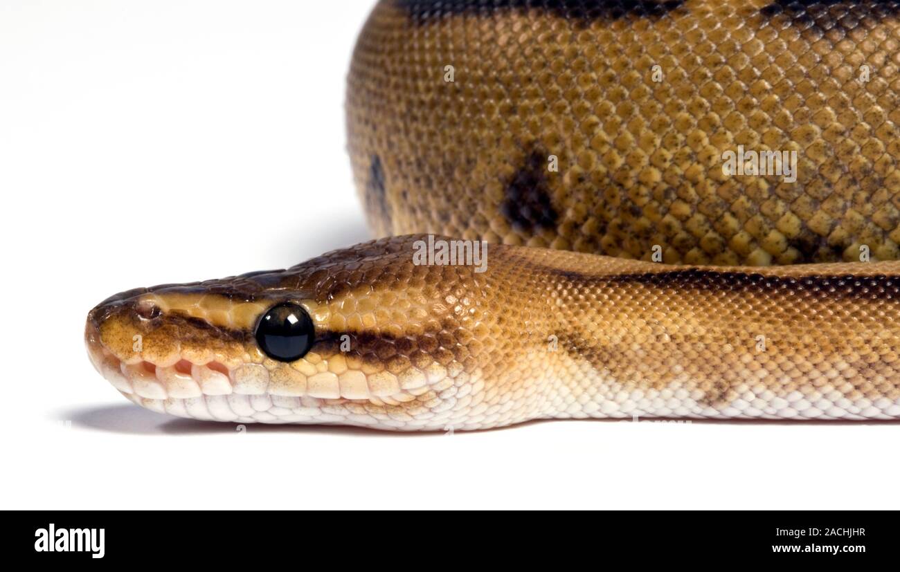 Striped royal python. Close-up of the head of a royal python (Python ...