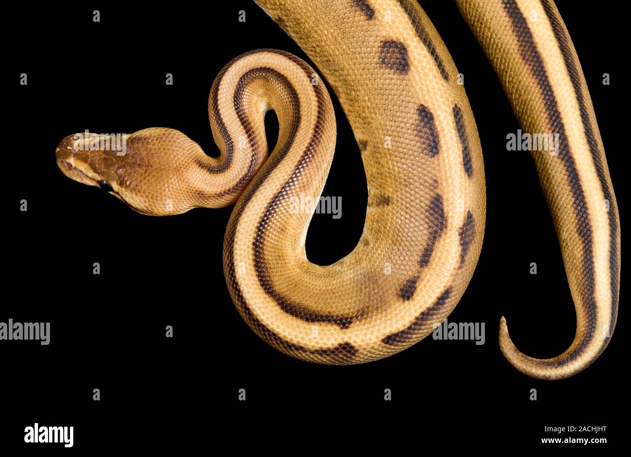 Striped royal python (Python regius Stock Photo - Alamy