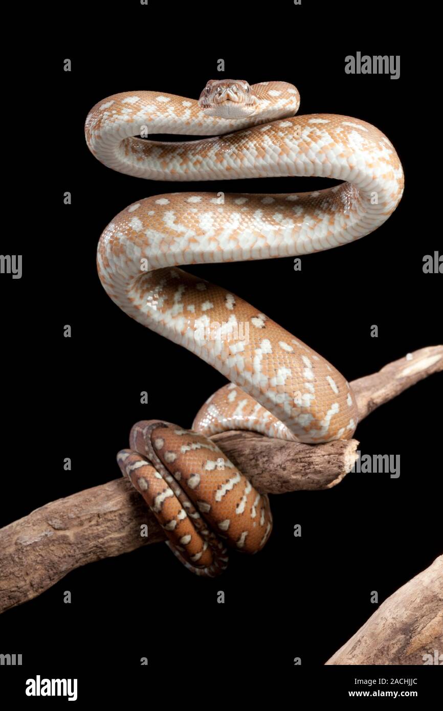 Bredl's python (Morelia bredli) in striking pose on a branch Stock ...
