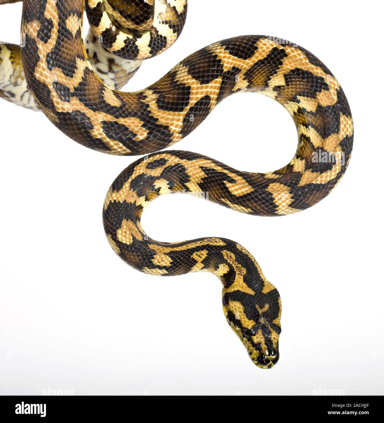 Royal python (Python regius ) on a branch Stock Photo - Alamy
