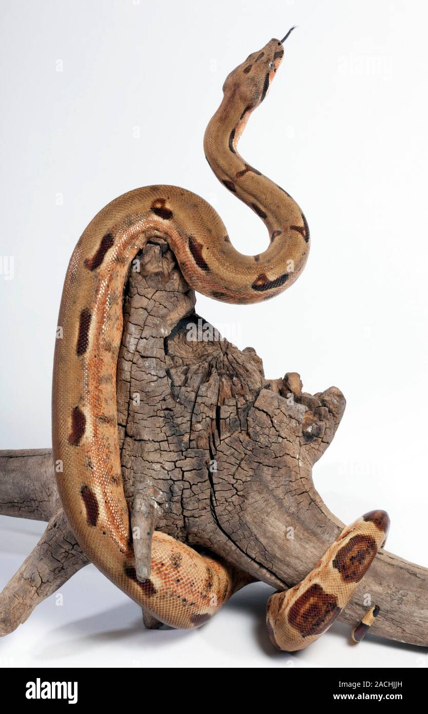Salmon boa constrictor (Boa constrictor) using its tongue to detect ...