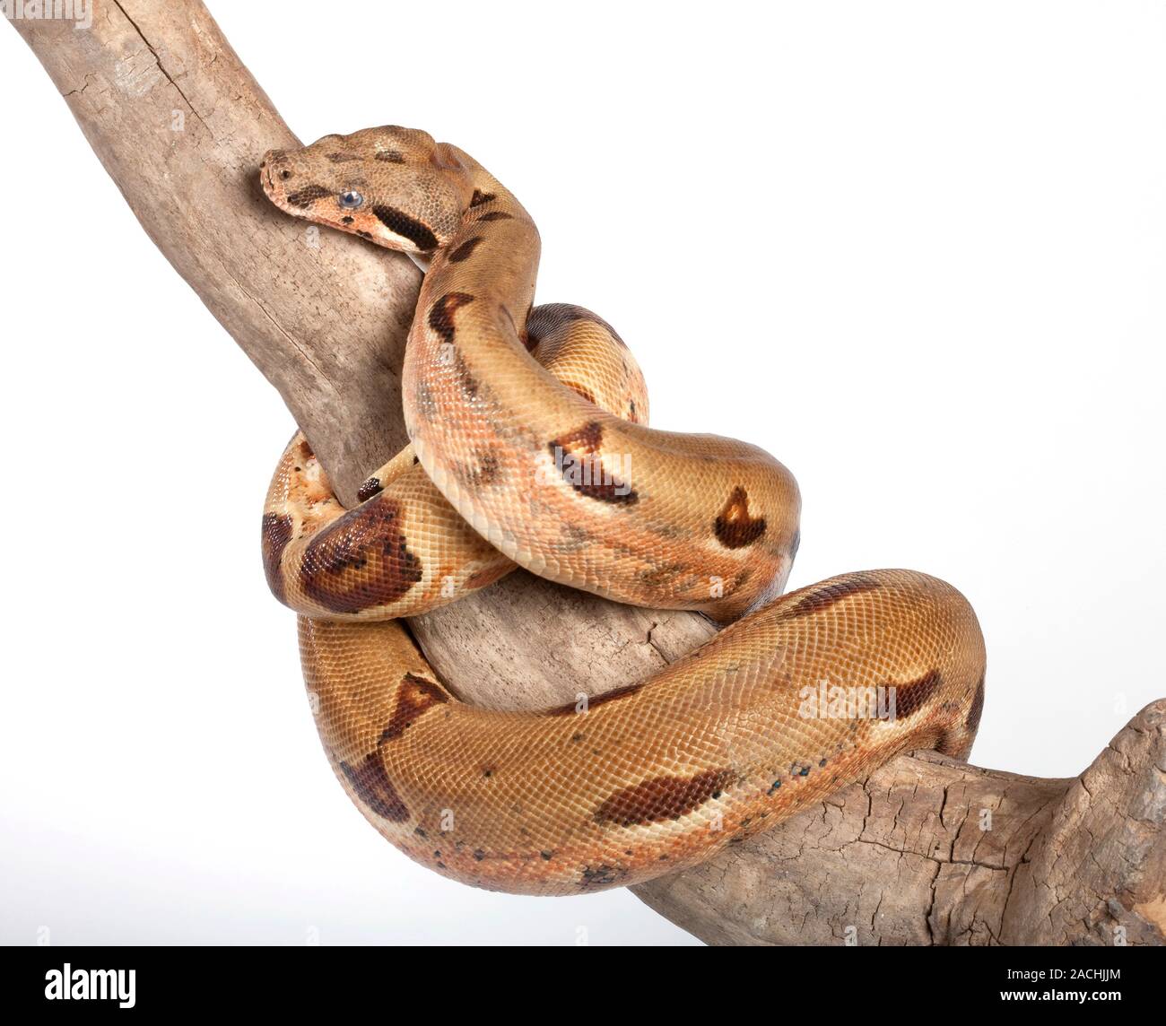 Salmon boa constrictor (Boa constrictor) coiled round a branch Stock ...