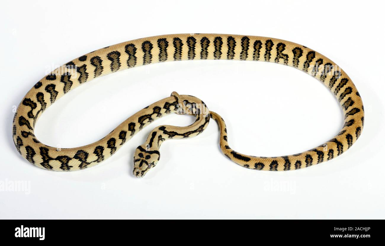 Jaguar variant carpet python (Morelia spilota Stock Photo - Alamy