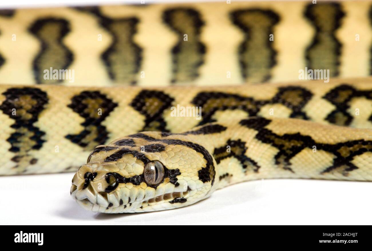 Jaguar variant carpet python. Close-up of the head of a carpet python ...