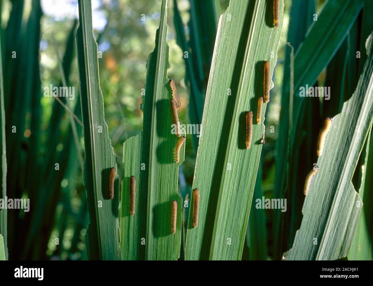 Iris sawfly (Rhadinoceraea micans) larvae eating leaves of Iris leaves ...