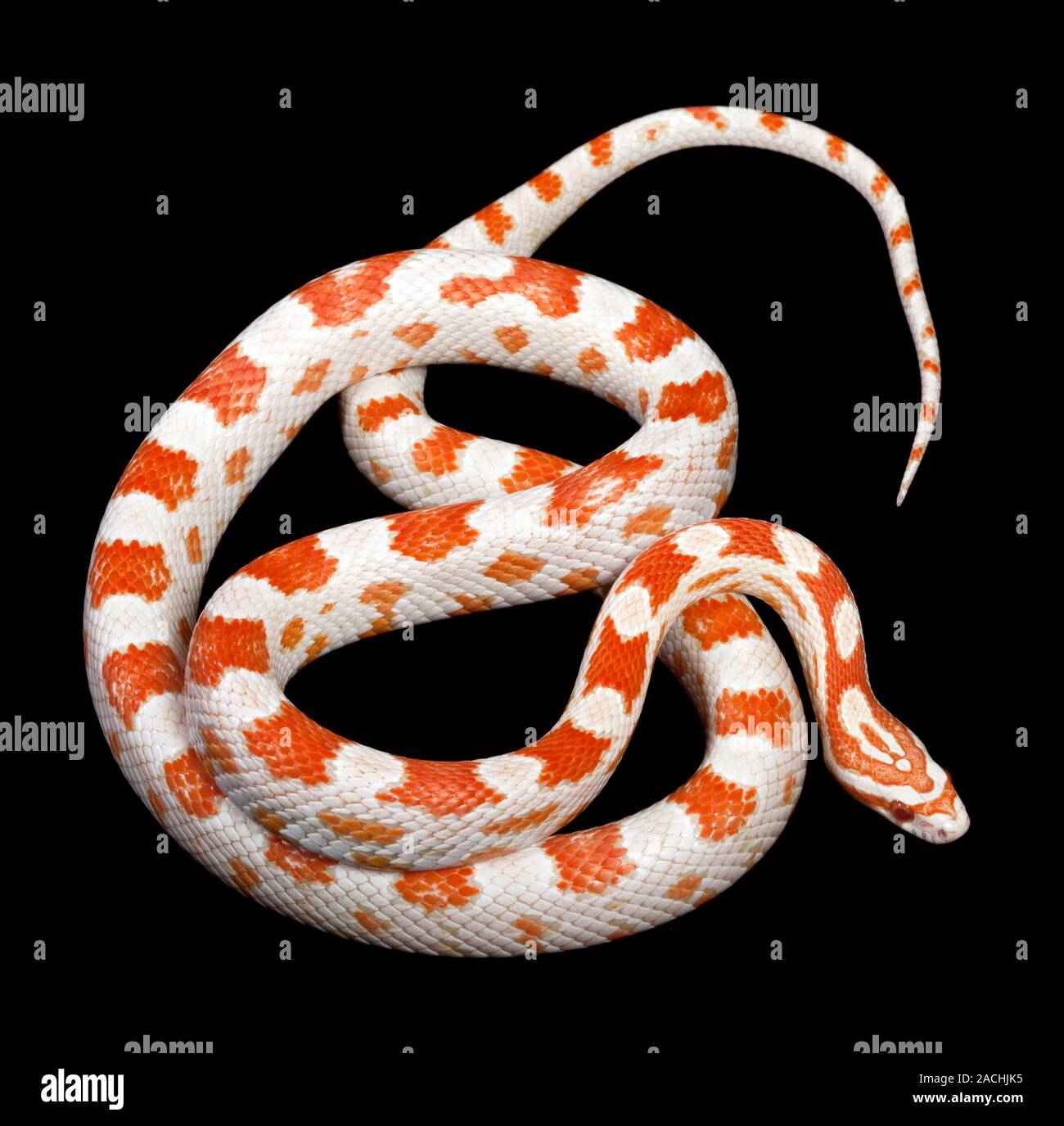 Albino corn snake (Elaphe guttata). This snake is also known as the red ...