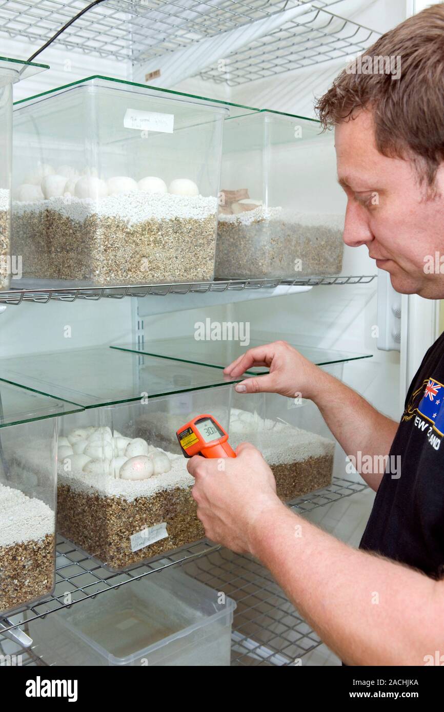 Reptile breeding farm. Breeder checking the temperature of snake eggs ...