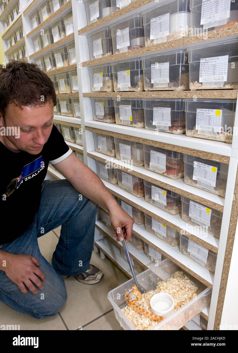 Reptile breeding farm. Breeder checking snakes in plastic storage ...