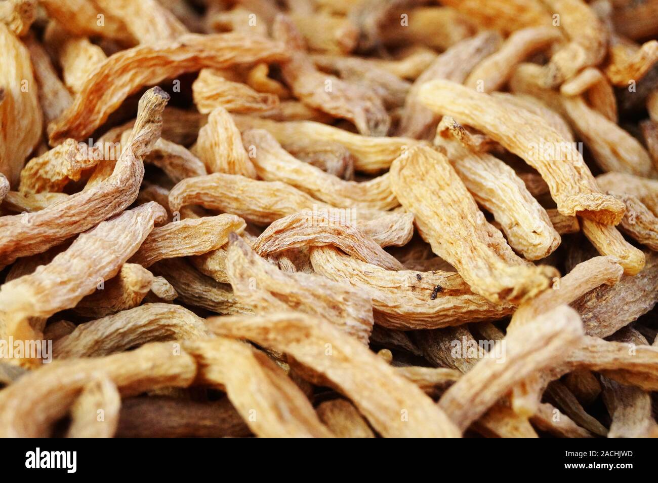 A close-up of the medicinal herb gastrodia elata Stock Photo - Alamy