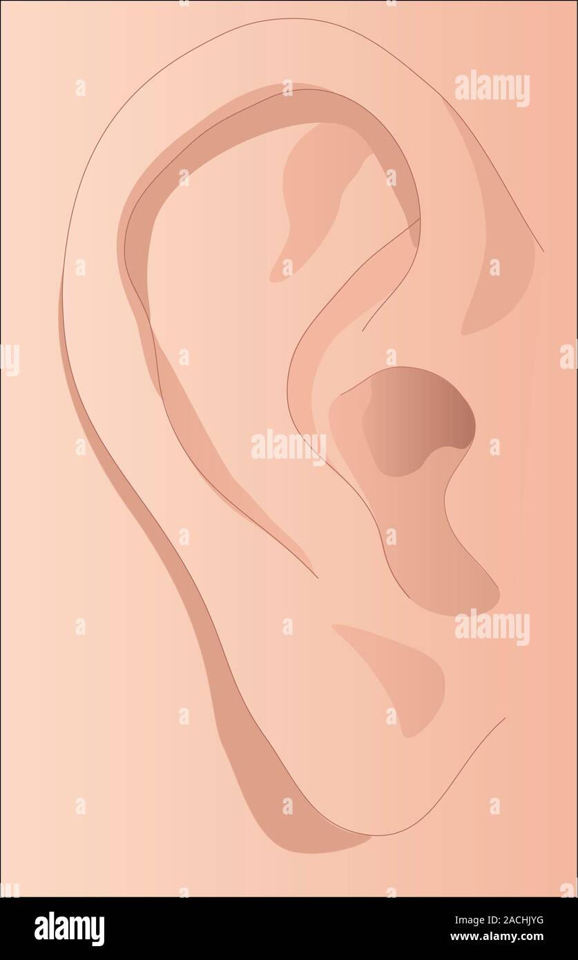 Human ear. Artwork of the pinna, the external part of the ear Stock ...