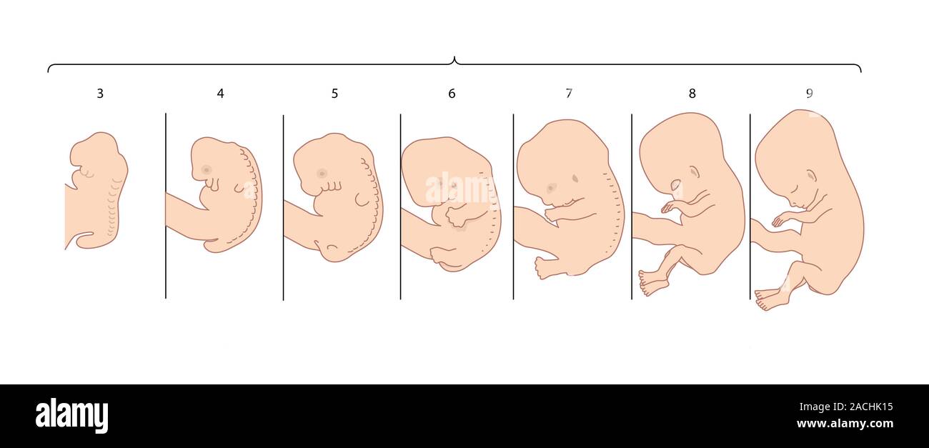 Embryonic development. Artwork showing the development of an embryo ...