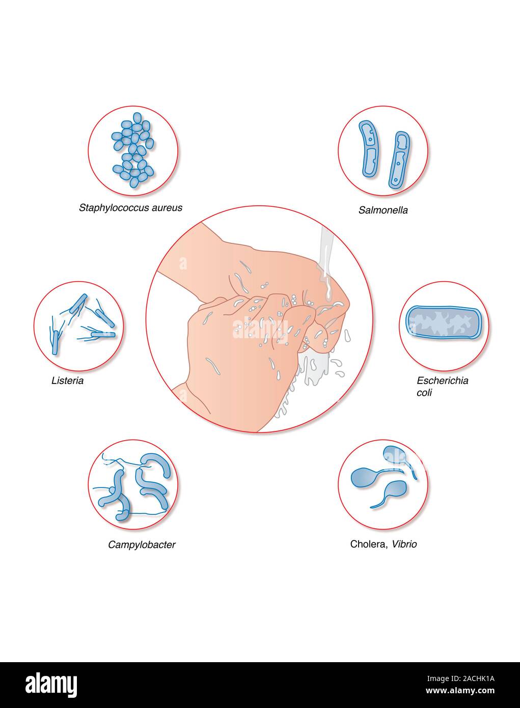 Food poisoning bacteria. Artwork showing various bacteria that can ...