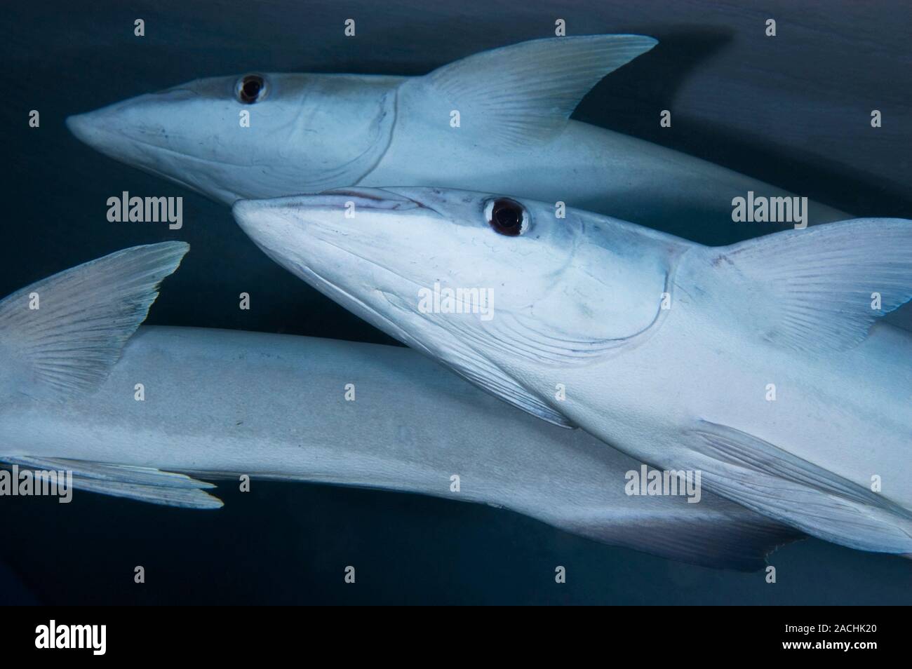 Remora fish using the suction disk on top of their heads to cling to a ...