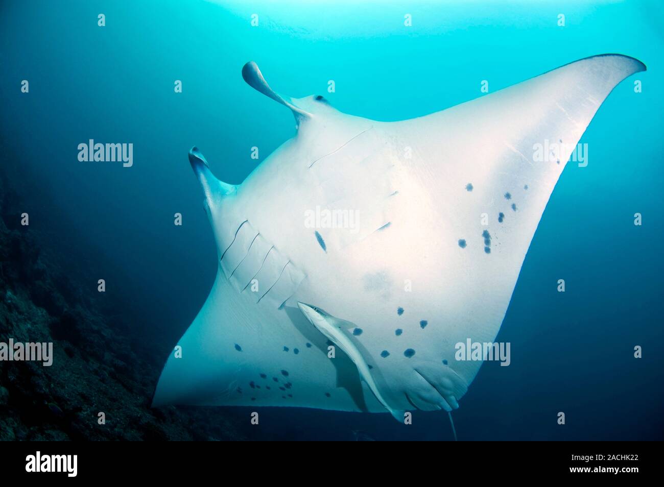 Manta ray (Manta birostris) viewed from below, with remora fish on its ...