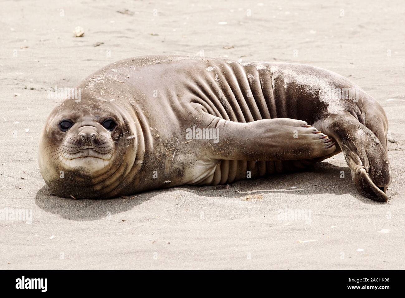 Southern elephant seal (Mirounga leonina) pup, with an abundance of ...