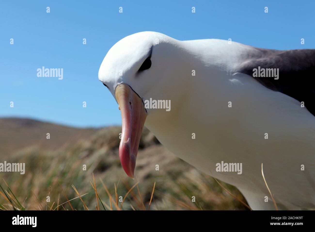 Black-browed albatross (Thalassarche melanophrys) looking inquisitively ...