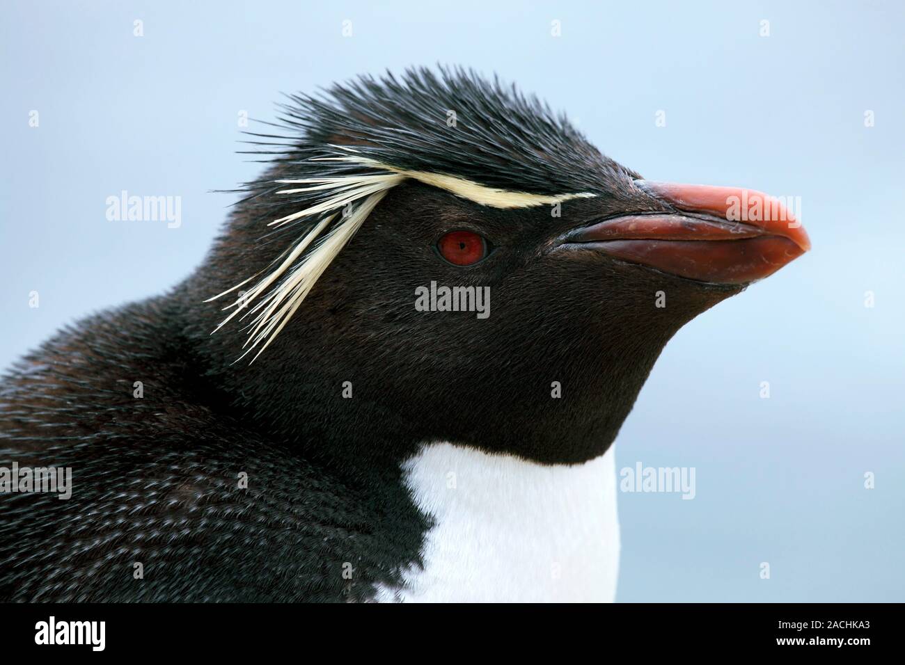 Western rockhopper penguin (Eudyptes chrysocome). This penguin is ...