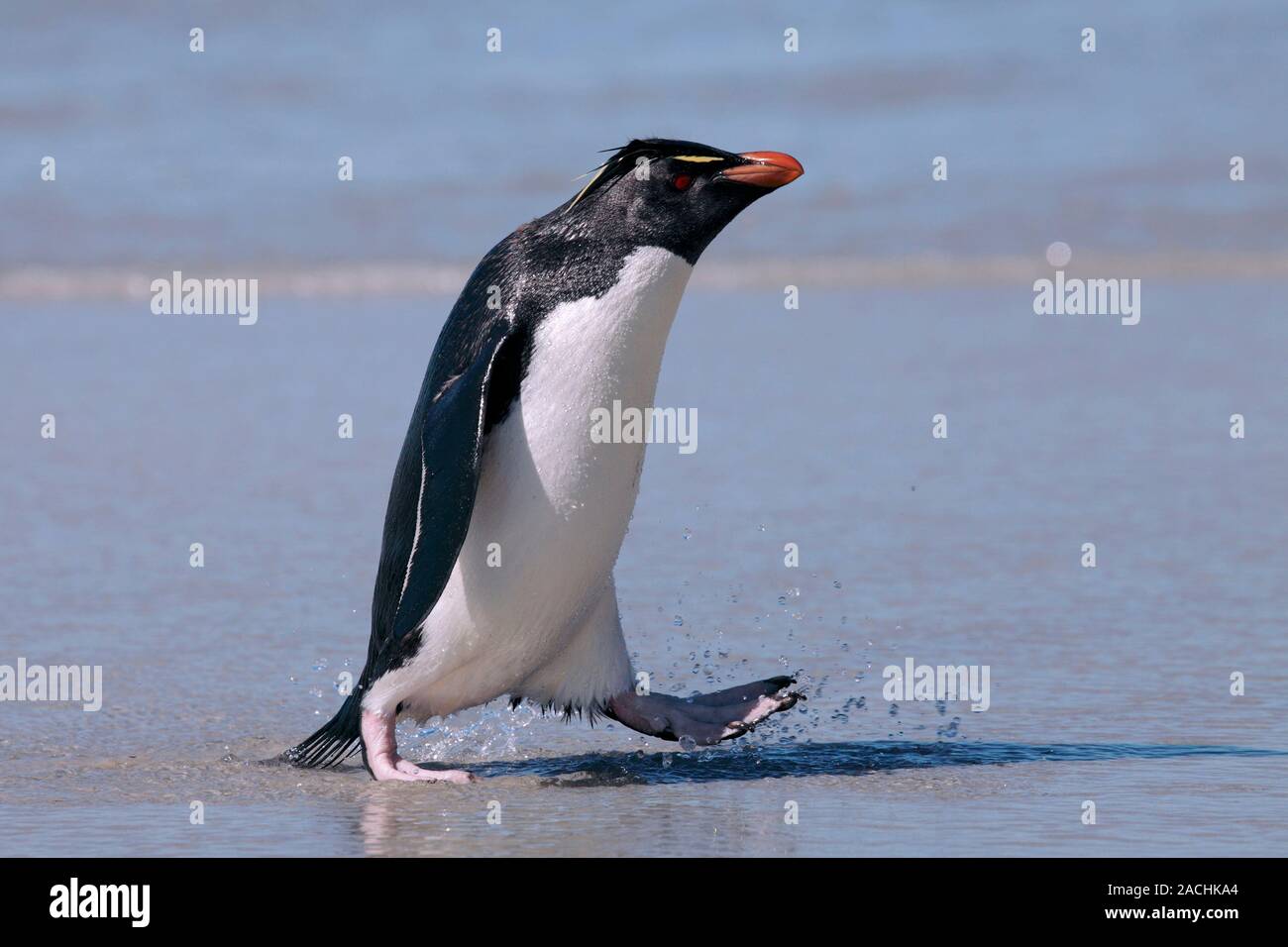 Western rockhopper penguin (Eudyptes chrysocome) emerging from the sea ...