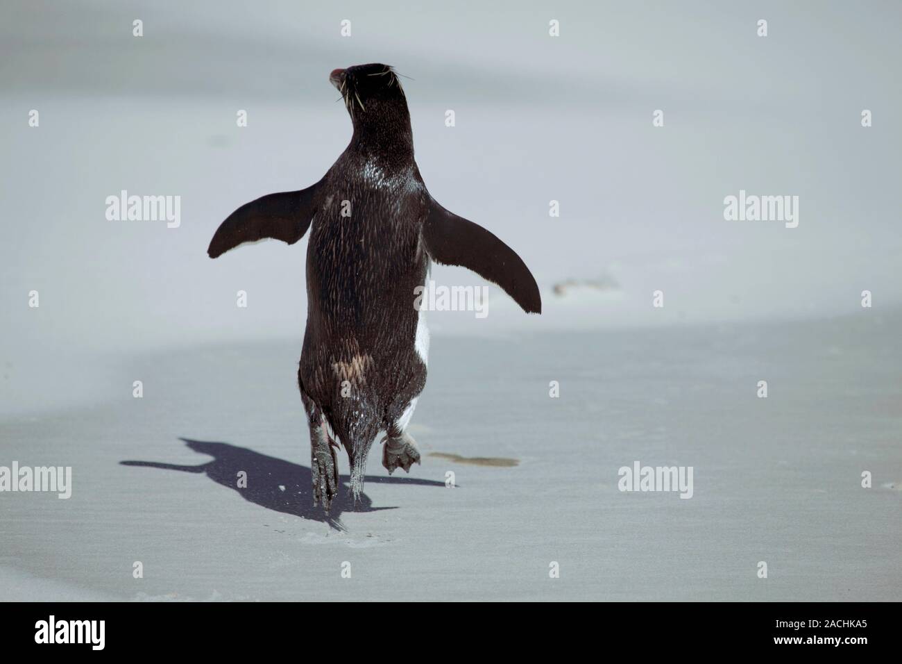 Western rockhopper penguin (Eudyptes chrysocome) hopping towards its ...