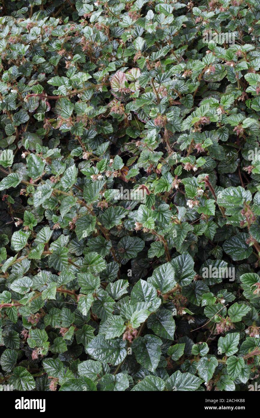 Korean raspberry (Rubus tricolor Stock Photo - Alamy