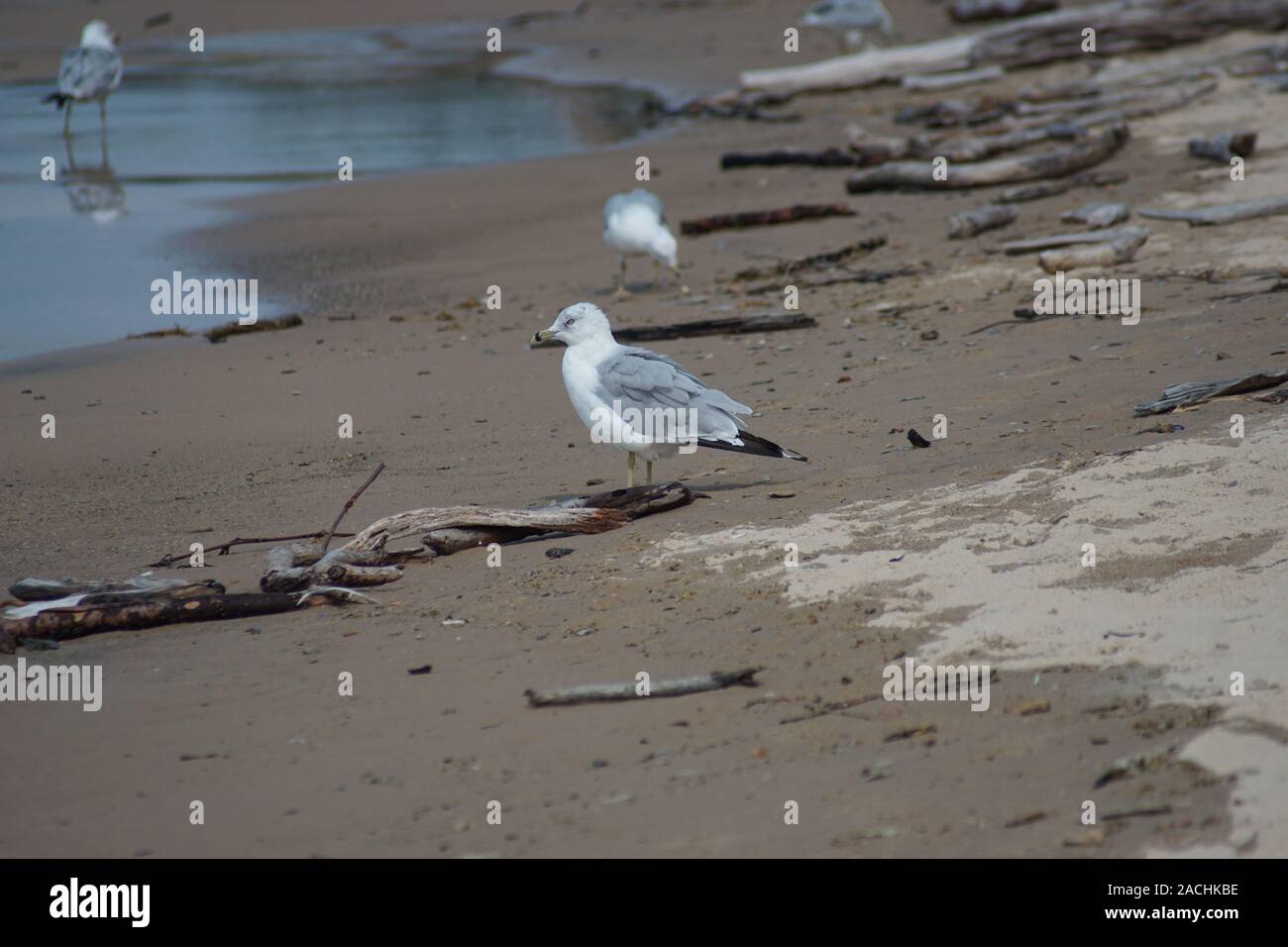 Seagull standing on the beach of the sand dunes Of the Indiana Dunes ...