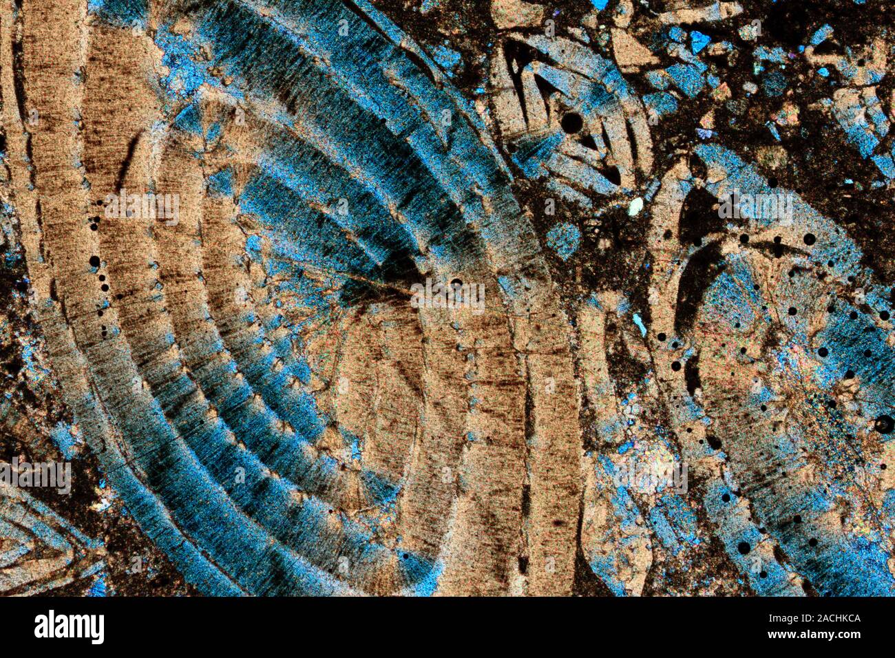 Nummulitic limestone. Polarised light micrograph of a thin section of a ...