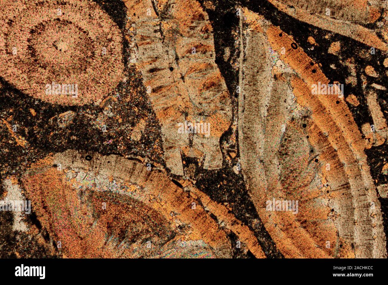 Nummulitic limestone. Polarised light micrograph of a thin section of a ...