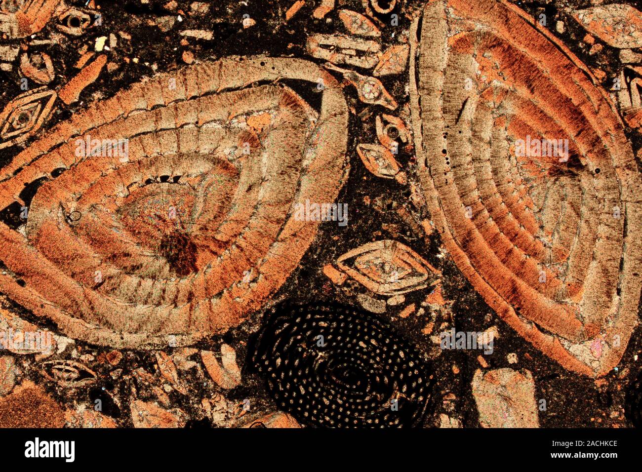 Nummulitic limestone. Polarised light micrograph of a thin section of a ...