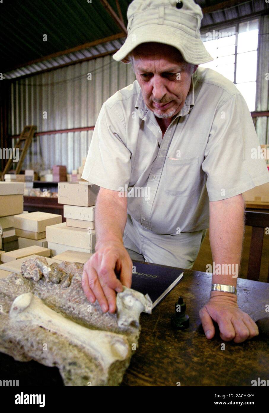 Prehistoric hominid fossils. Archaeologist looking at a newly excavated ...