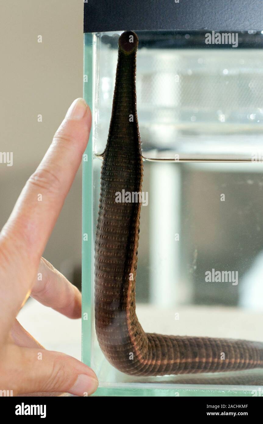 Structure Of Cattle Leech Hirudo Zoology Reciprocal Immune Benefit