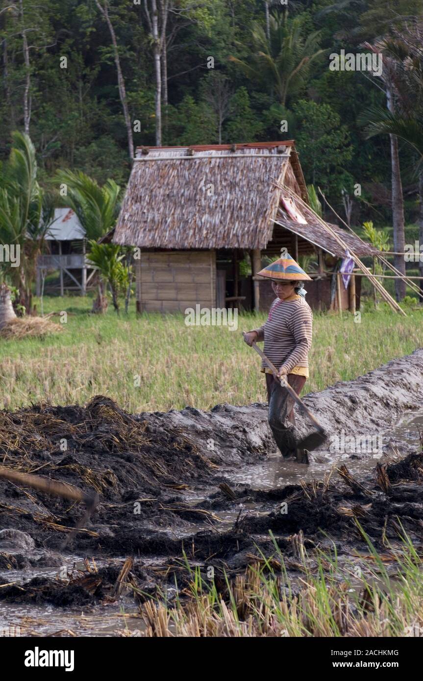 Rice farming. Worker in a rice paddy field. Photographed around Tomohon ...