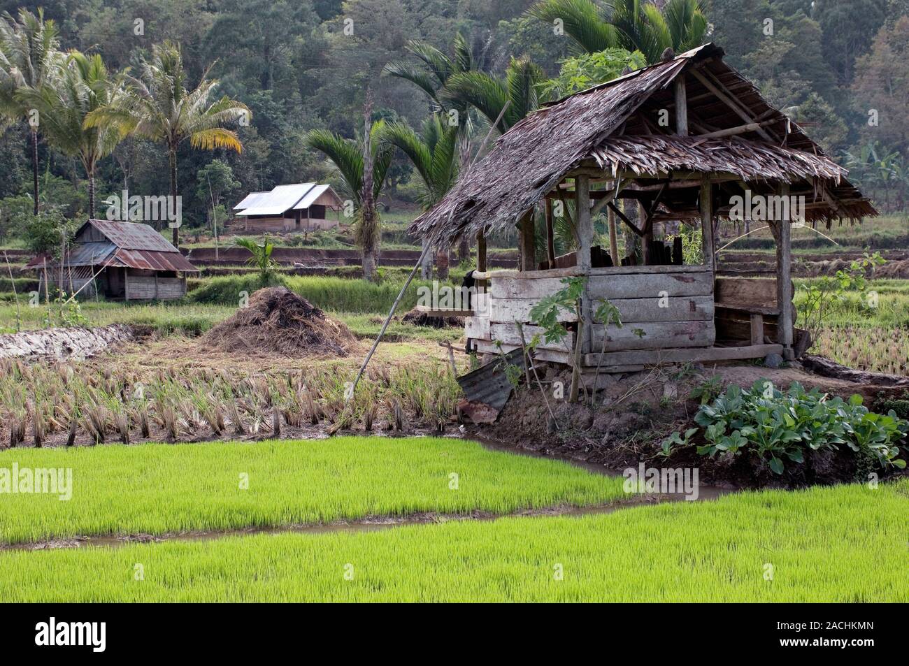 Rice farm. Paddy fields and huts on a rice farm. Photographed around ...