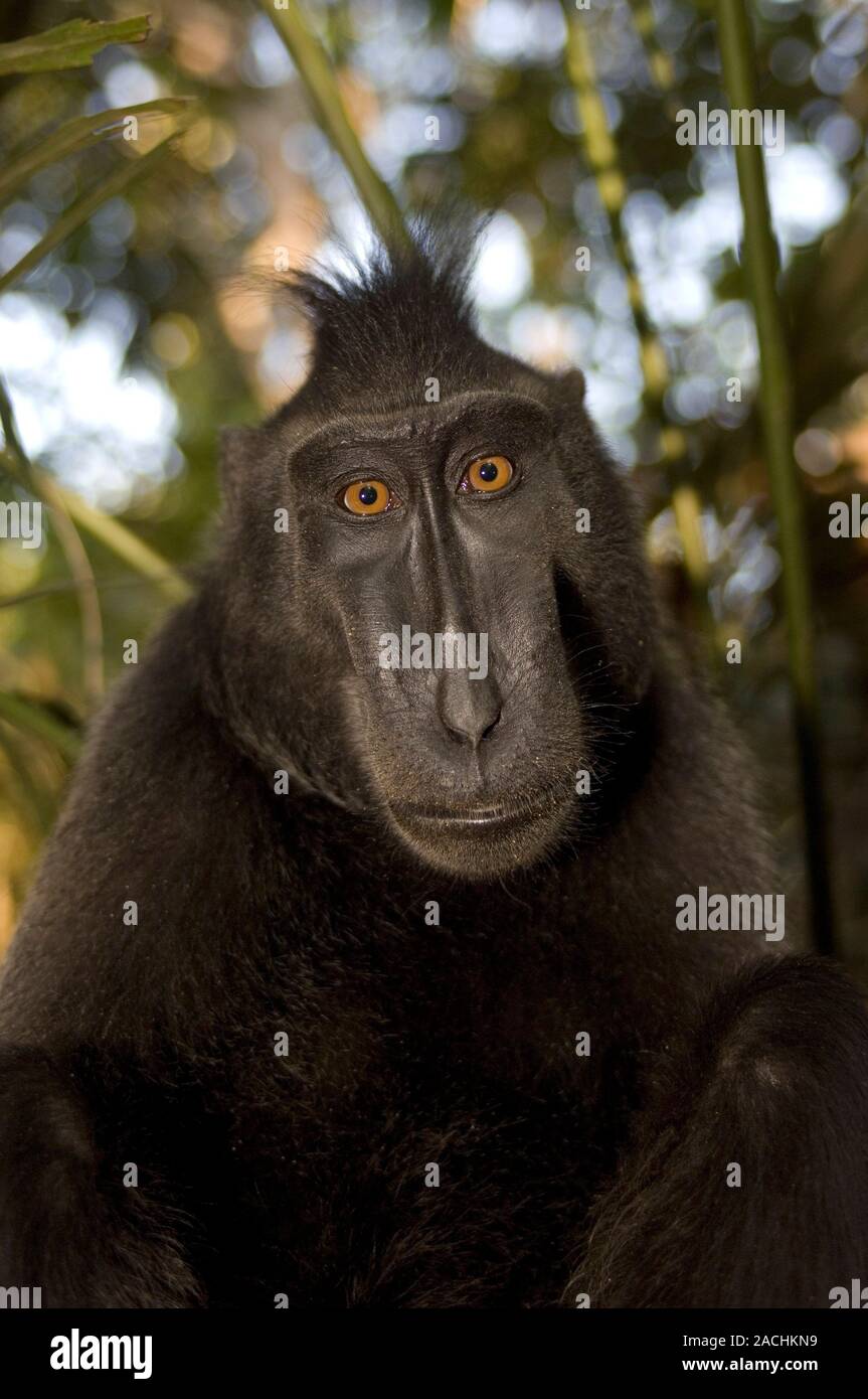 Crested black macaque (Macaca nigra). This monkey is also known as the ...