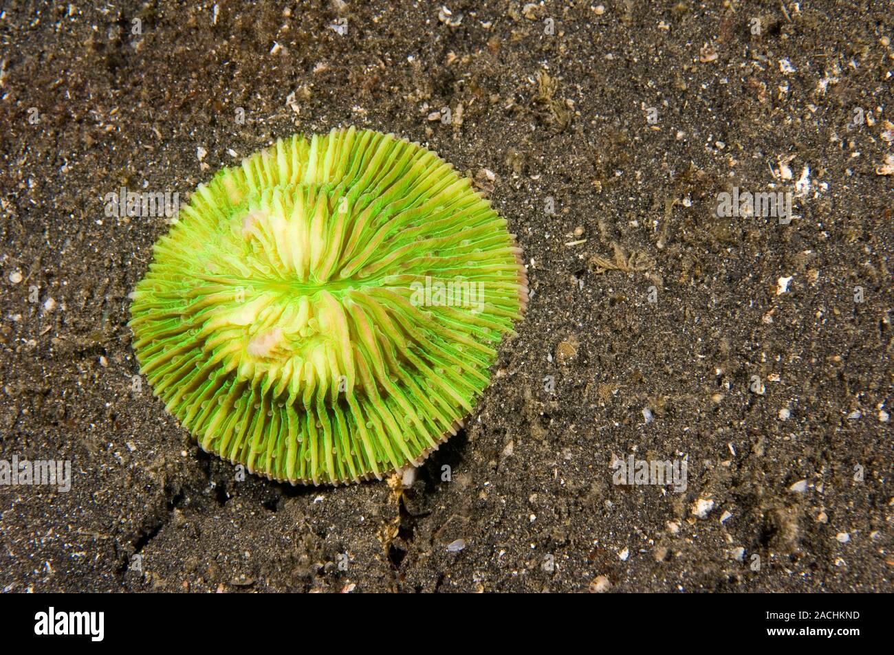 Mushroom coral (Fungia sp.). This is a species of hard coral ...
