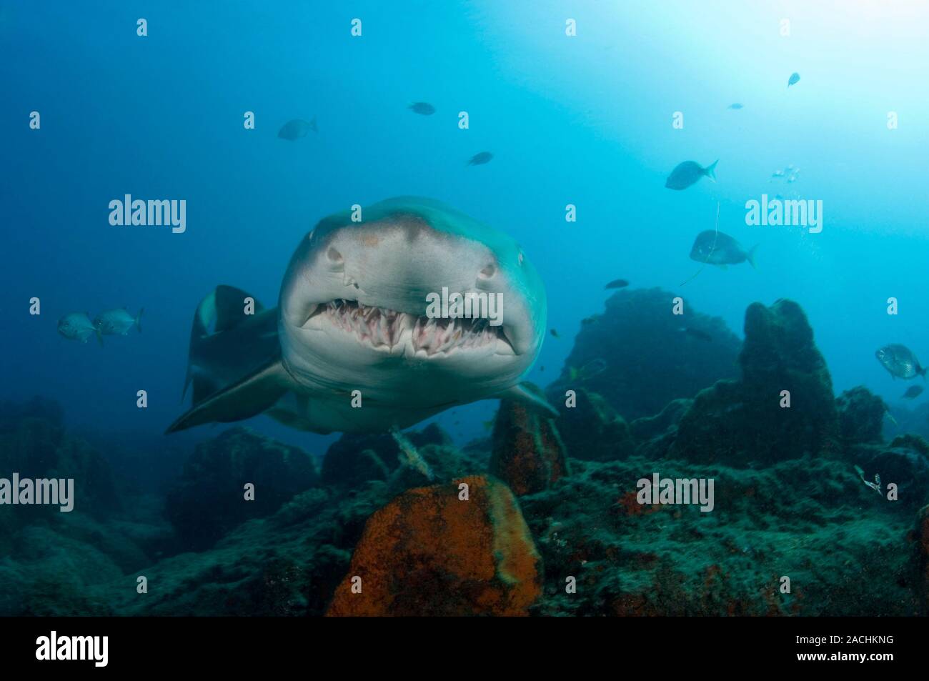 Sand tiger shark (Carcharias taurus). This shark is also known as the ...