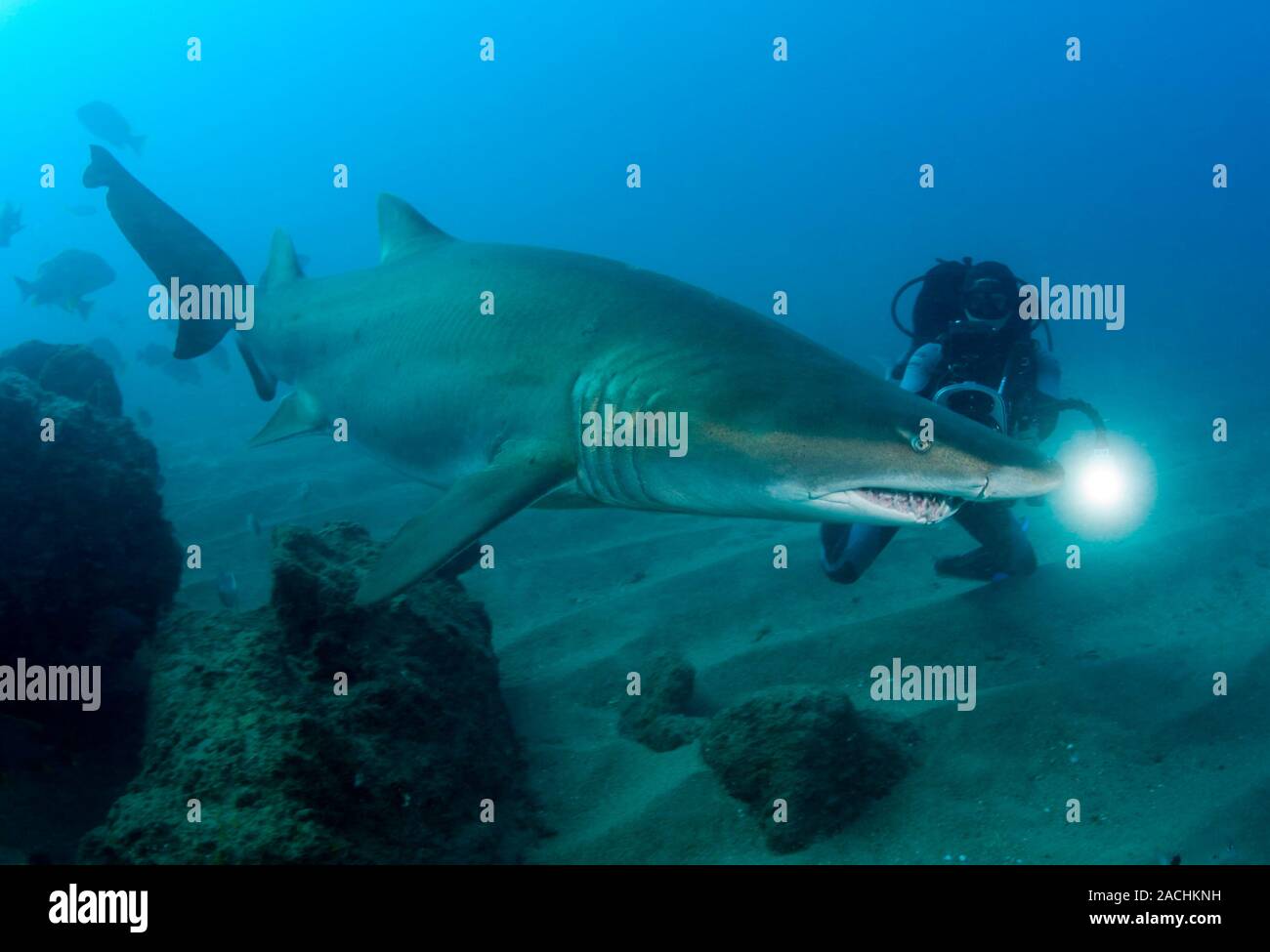 Sand tiger shark (Carcharias taurus) swimming past a cameraman. This ...
