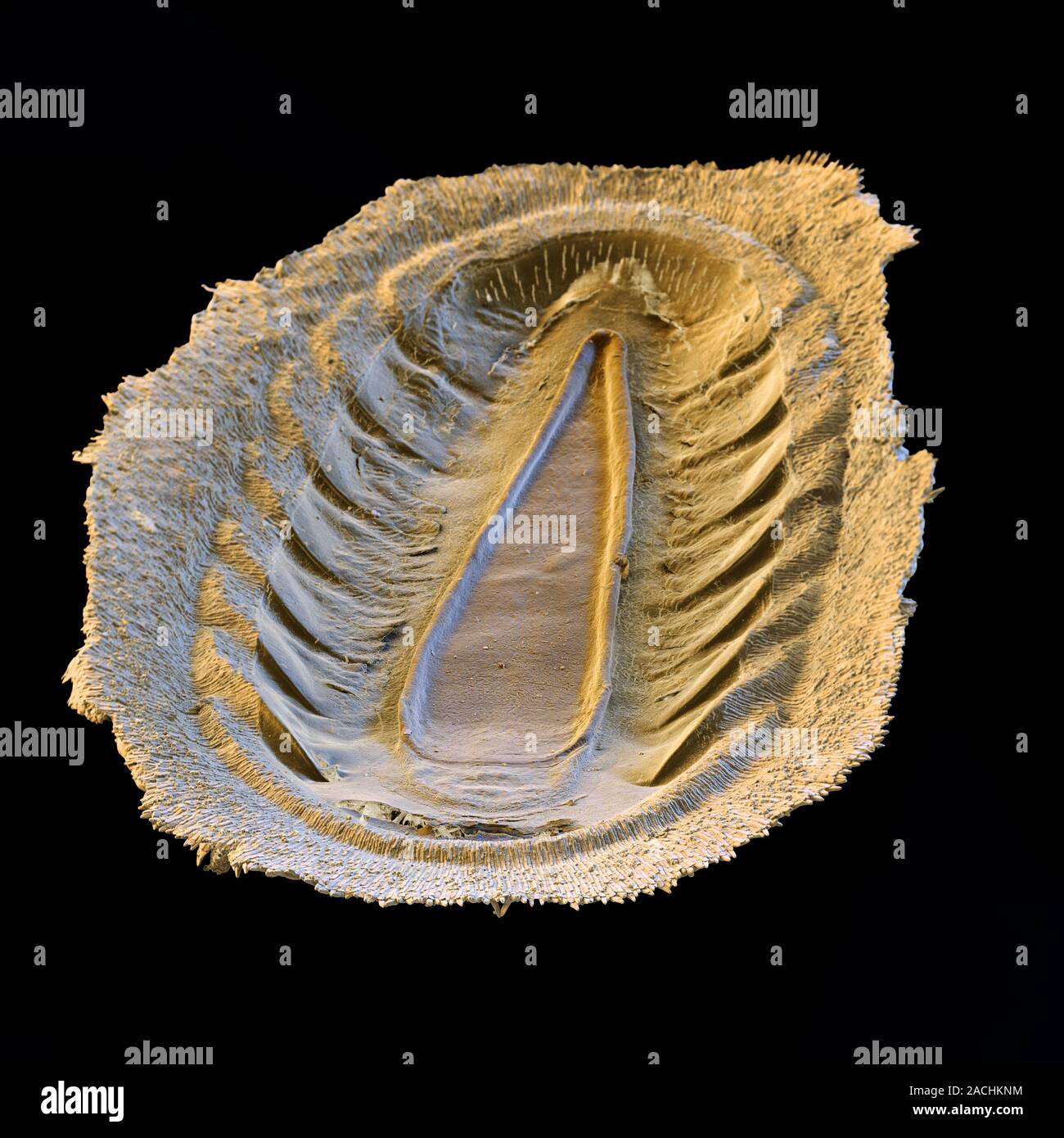 Chiton shell. Coloured scanning electron micrograph (SEM) of the inside ...
