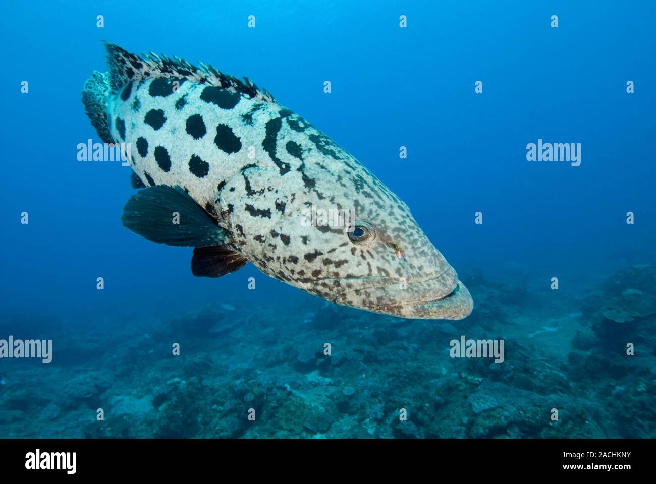 Potato cod (Epinephelus tukula), also known as a potato grouper ...