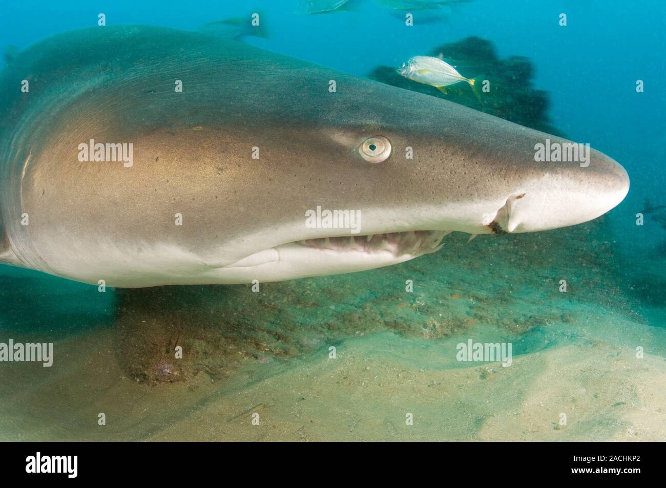 Sand tiger shark (Carcharias taurus). This shark is also known as the ...