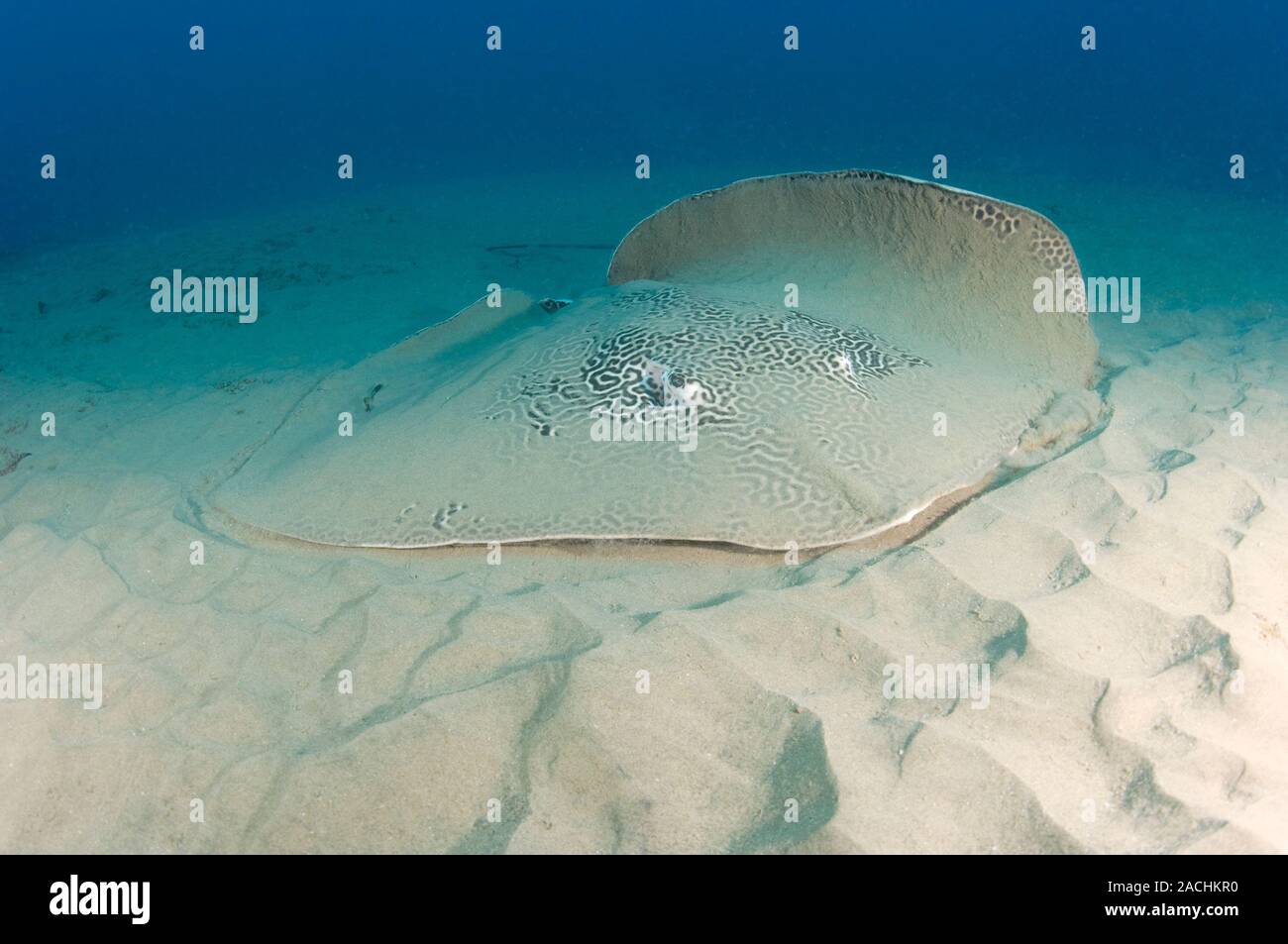 Honeycomb stingray (Himantura uarnak) on the seabed. Photographed in ...