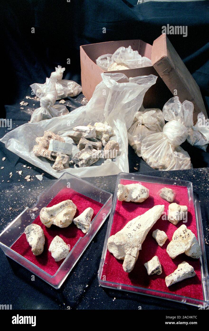 Fossilised prehistoric hominid remains. Collection of fossilised ... Fossilised prehistoric hominid remains. Collection of fossilised ...