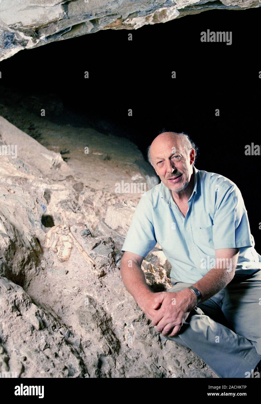 Australopithecus hominid remains. Archaeologist next to fossilised ... Australopithecus hominid remains. Archaeologist next to fossilised ...