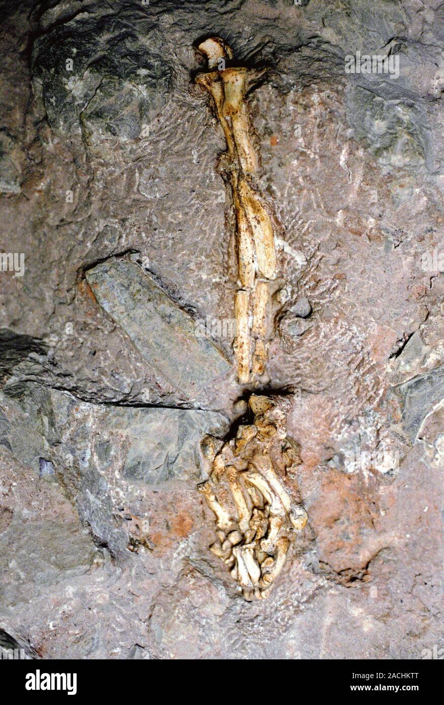 Australopithecus hominid remains. Fossilised left hand and forearm of ...