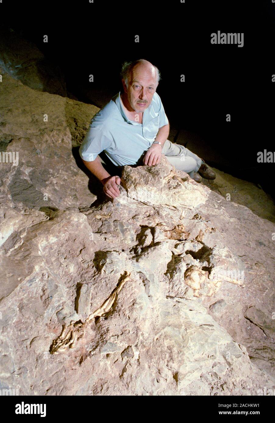 Australopithecus hominid remains. Archaeologist next to fossilised ...